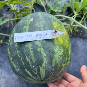 10 Mini Love Watermelon Seeds - Etsy