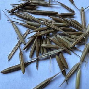100 Wild Rice Seeds for Plant - Etsy