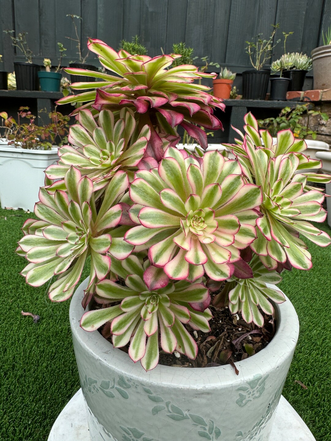 Rare Aeonium Scarlett Ink Big Cluster - Etsy