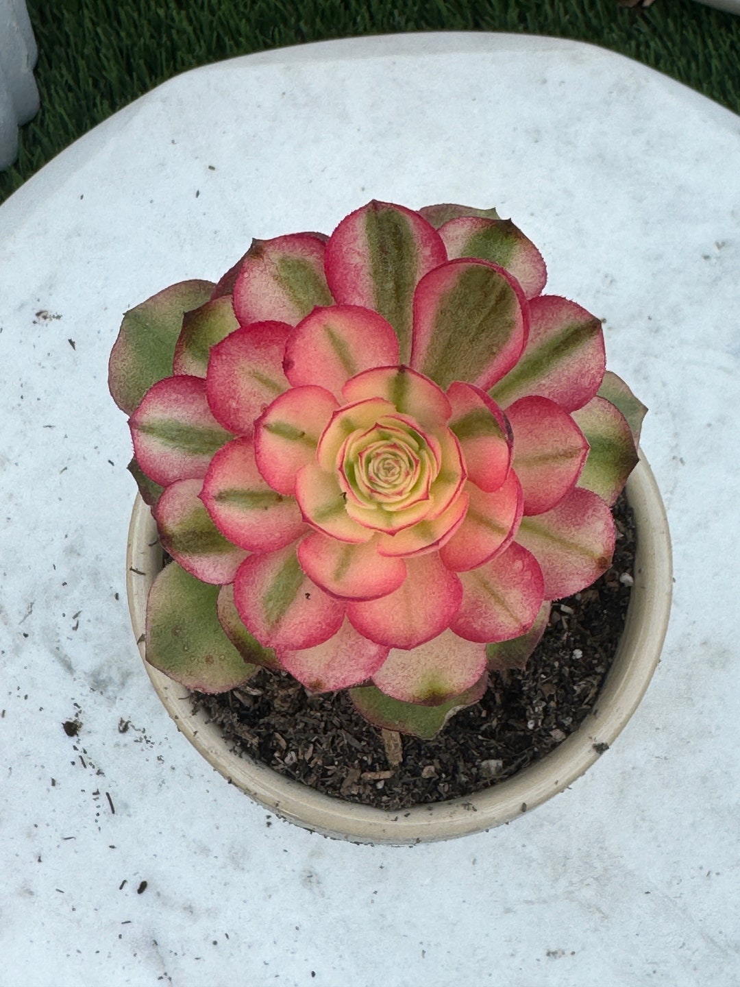 Rare Aeonium Allure Fairy - Etsy