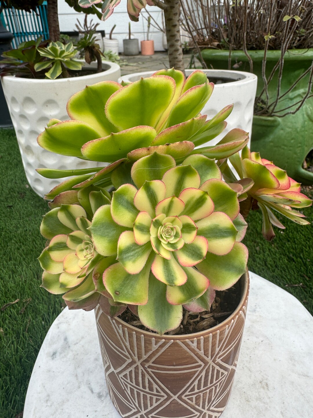 Rare Aeonium Allure Fairy - Etsy