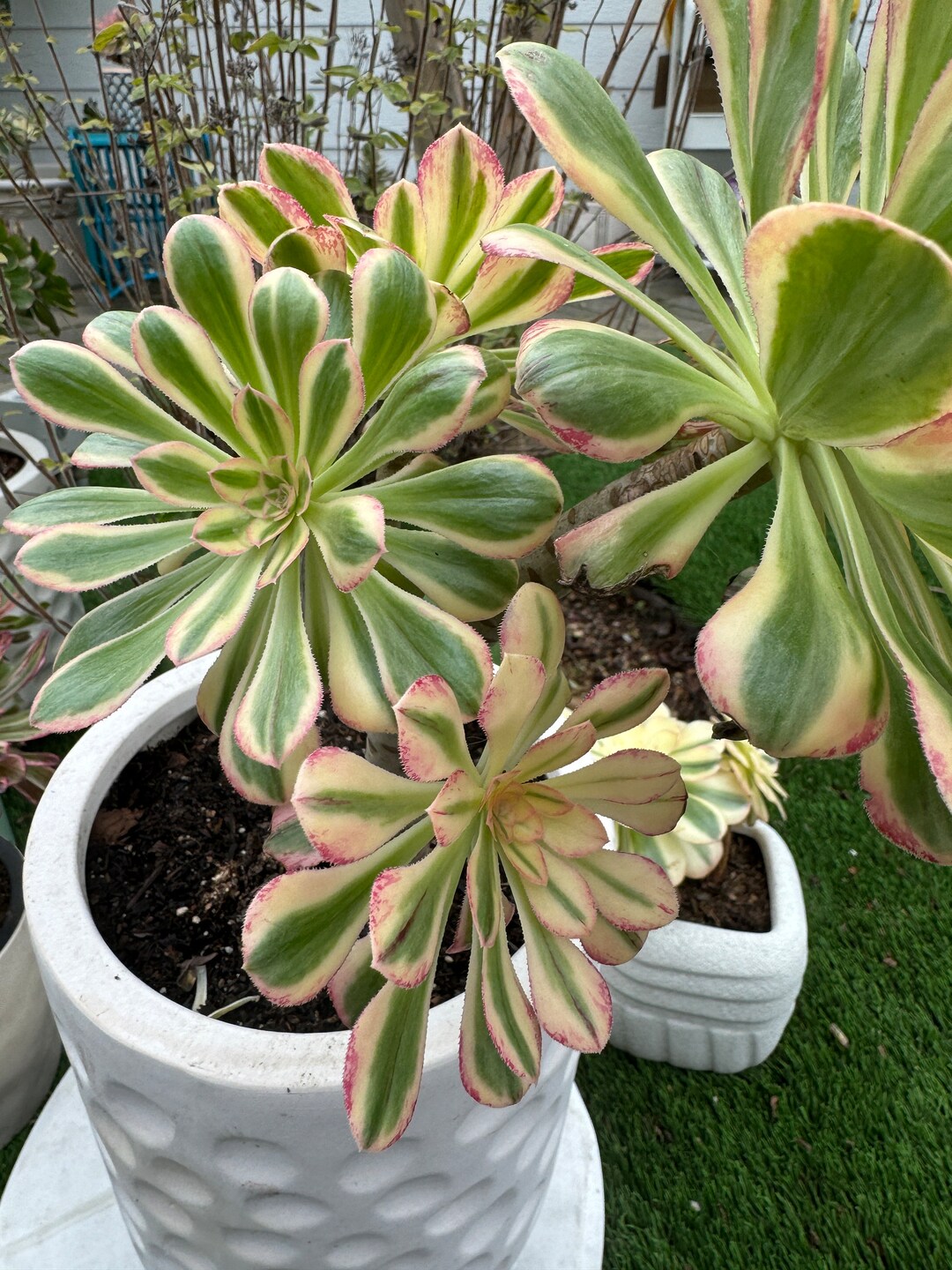 RARE Aeonium Arboreum Var. Rubrolineatum Variegata Cluster/tree - Etsy