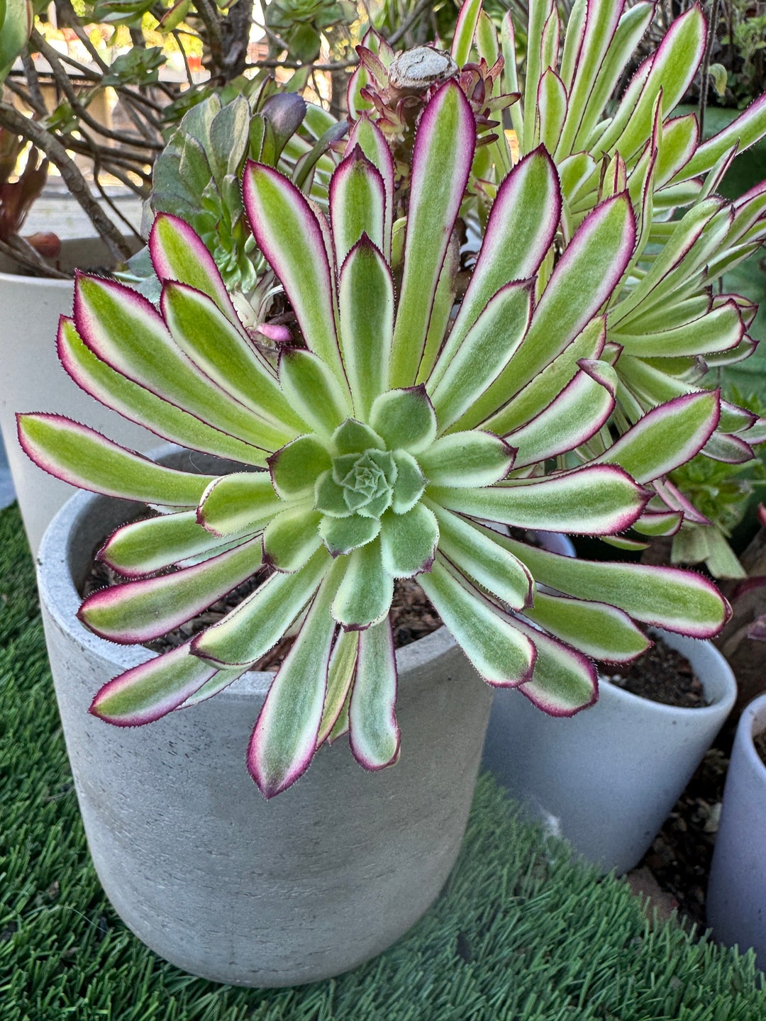 Rare Aeonium Fairy / Scarlet Ink Cutting - Etsy