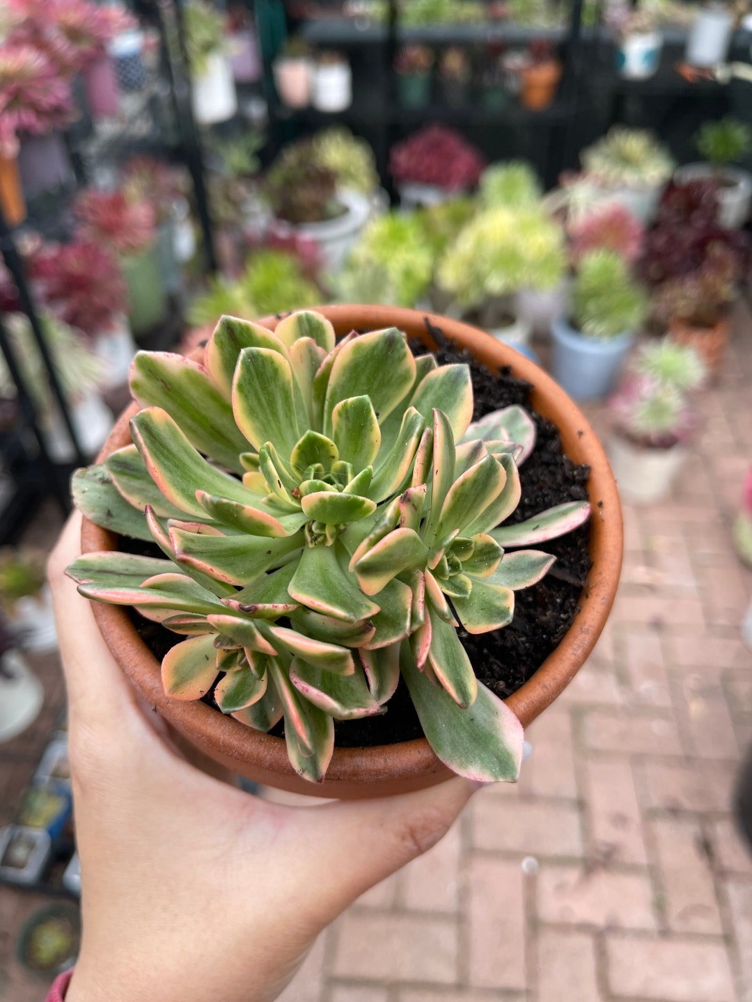 Rare Aeonium Sweet Tea - Etsy