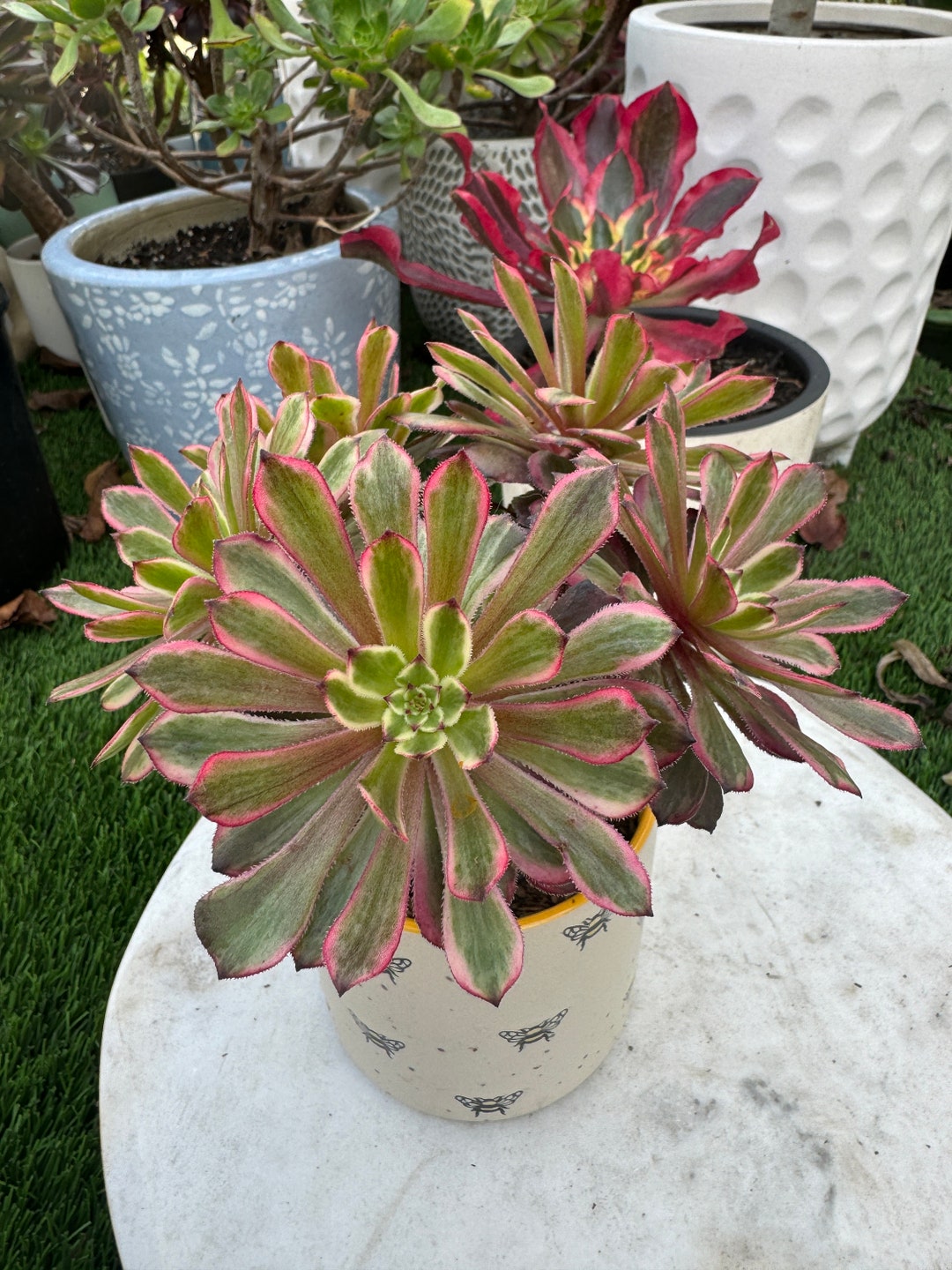 RARE Aeonium Pink Daisy Poke Face - Etsy