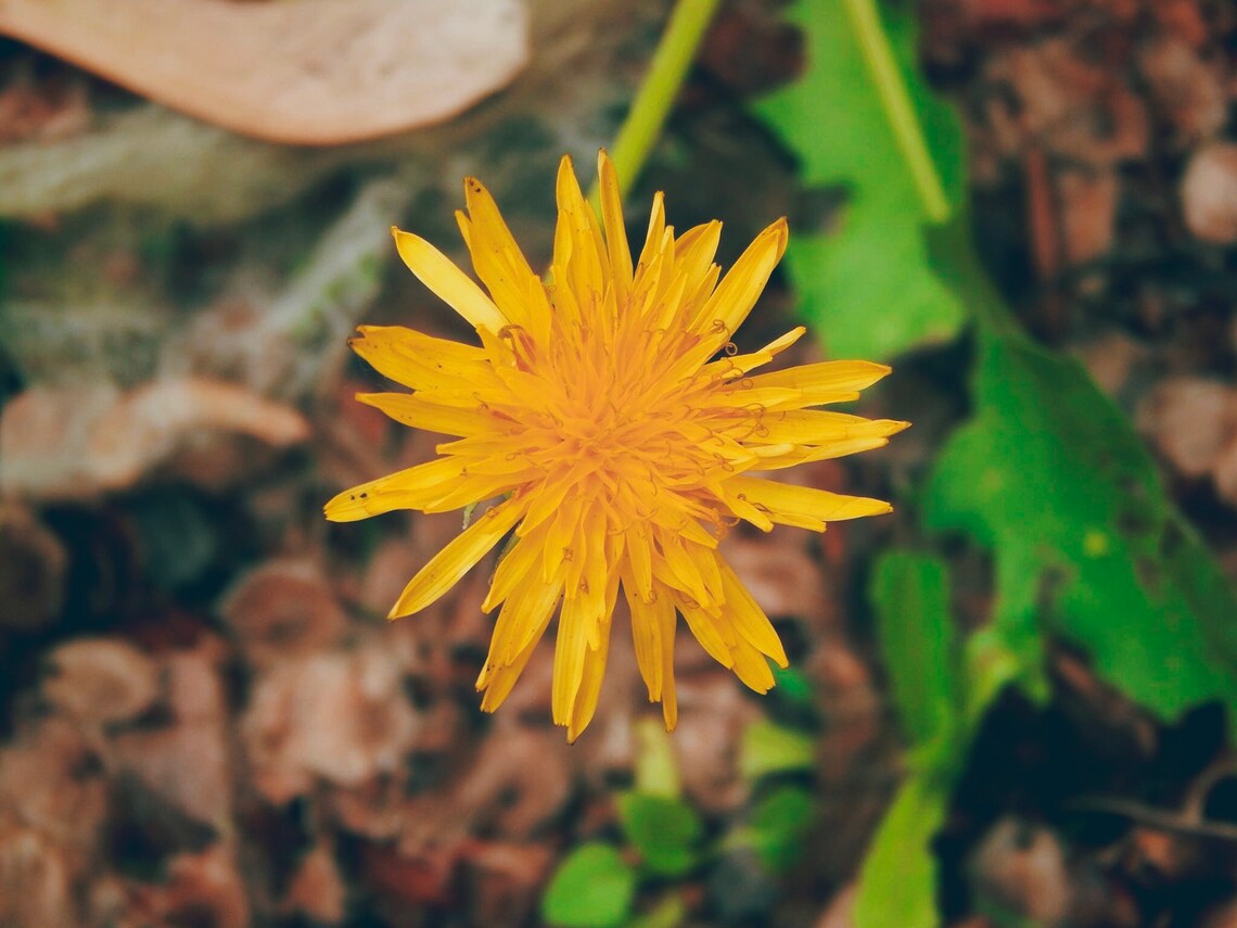 Dandelion - Etsy