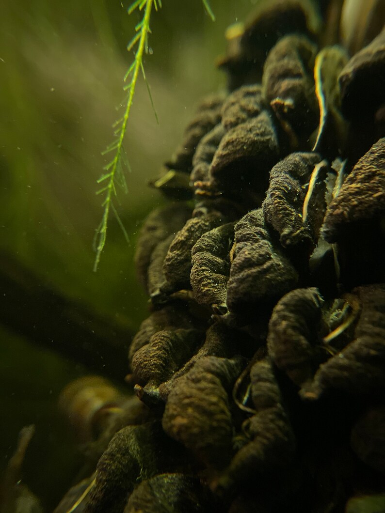 2c Magnolia Grandiflora Seed Pods Aquarium Shrimp - Etsy