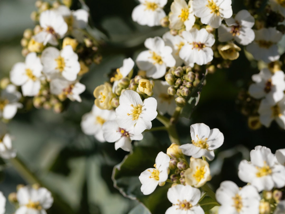 Abyssinian Seed Oil - Crambe Oil - Natural Haircare Hero Oil - Silky ...