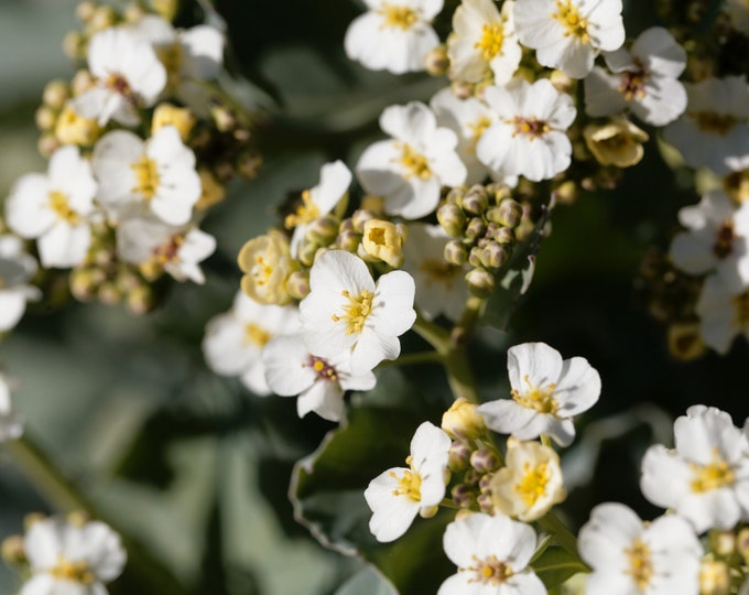 Abyssinian Seed Oil - Crambe Oil - Natural Haircare Hero Oil - Silky ...