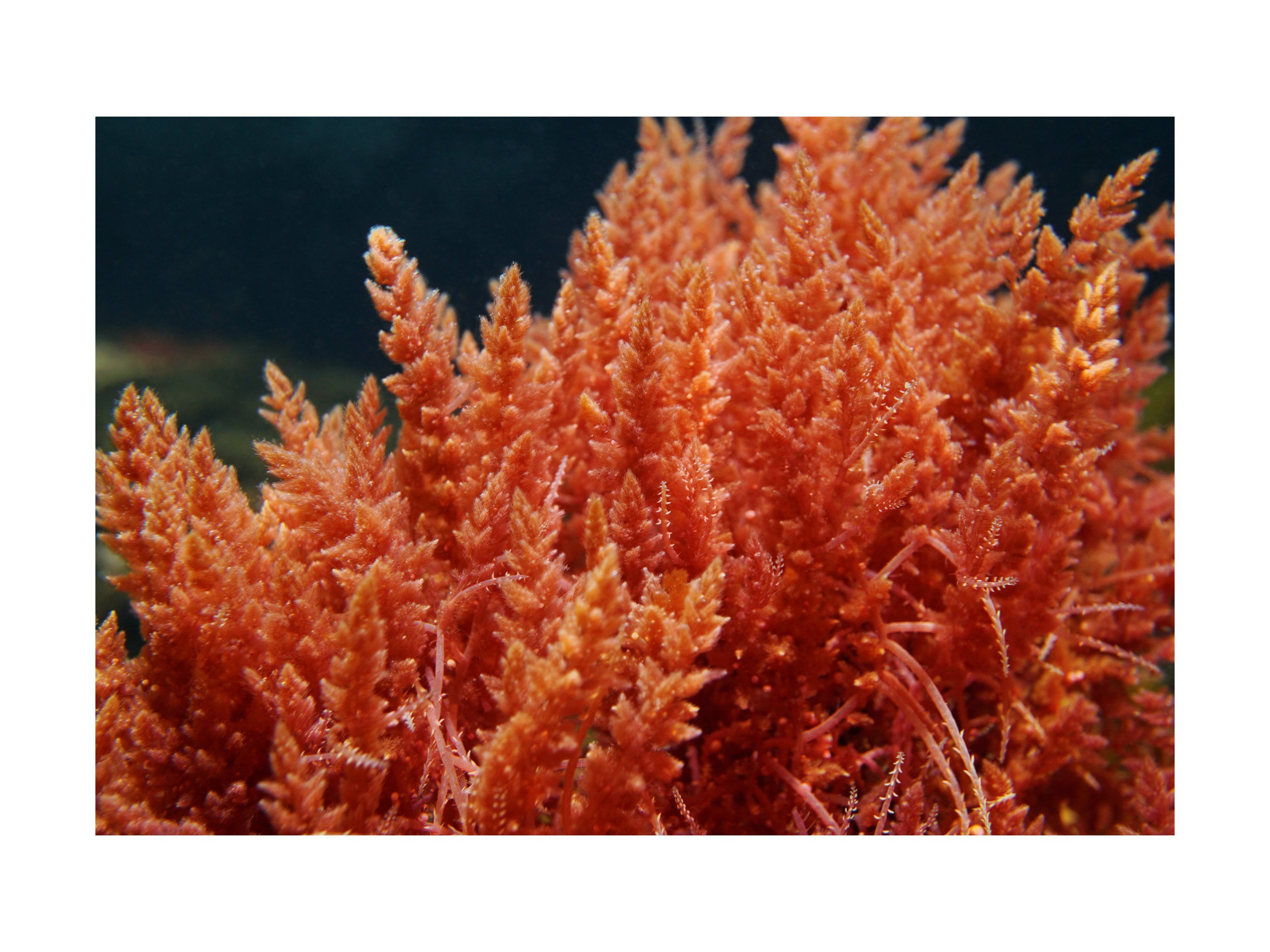 Red Algae Powder - Etsy