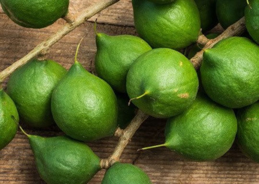 Cacay (kahai) Nut Oil Wild Harvested Cold Pressed Unrefined - Etsy