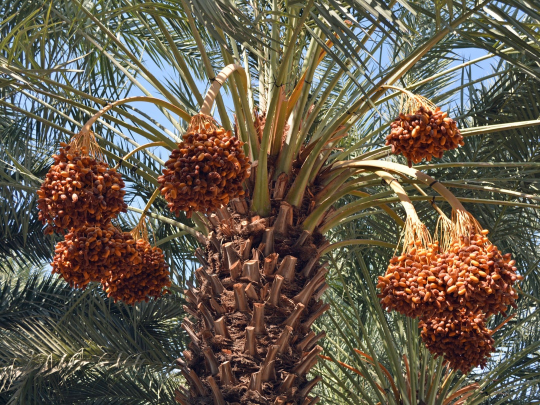 Dattier Du Desert Date Oil Cold Pressed Unrefined - Luxurious and ...