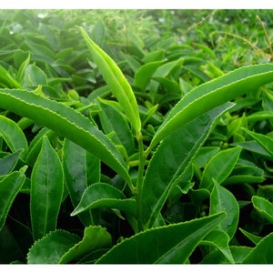 Green Tea Extract Oil Organic - Etsy