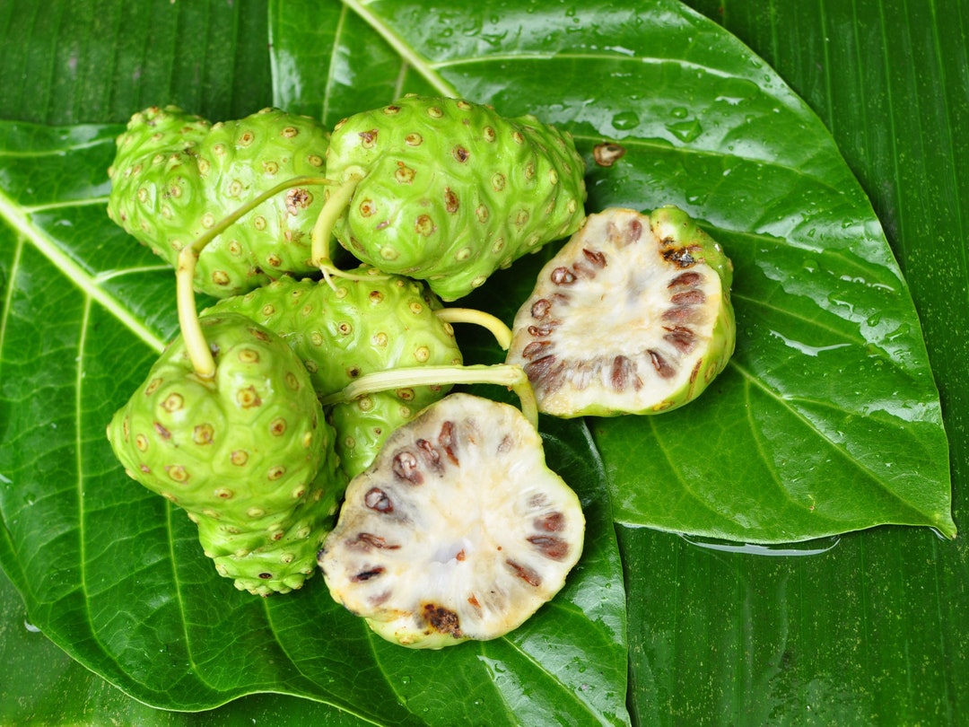 Wild Harvested Noni Fruit Seed Oil Cold Pressed Unrefined - Etsy