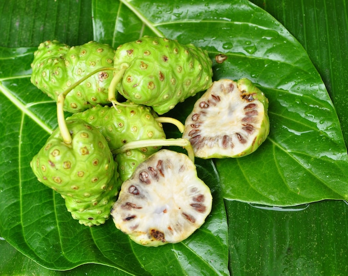 Wild Harvested Noni Fruit Seed Oil Cold Pressed Unrefined - Etsy