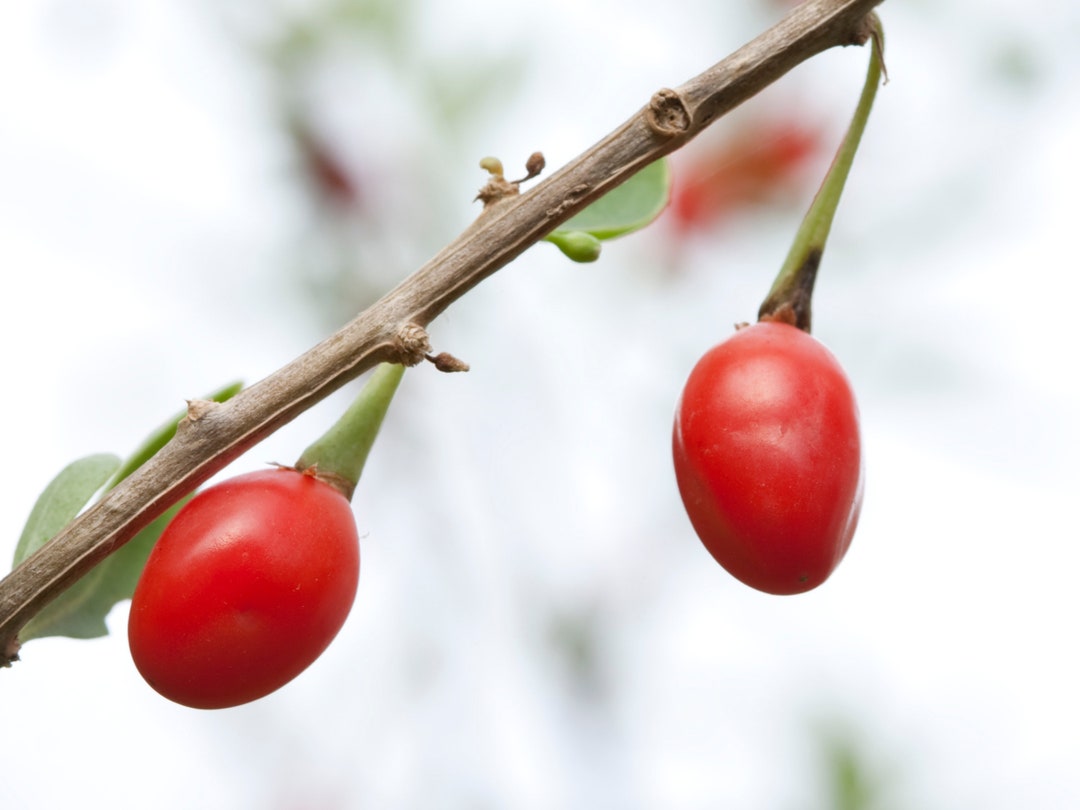 Goji Berry Seed Oil Cold Pressed Unrefined Natural Skincare - Etsy