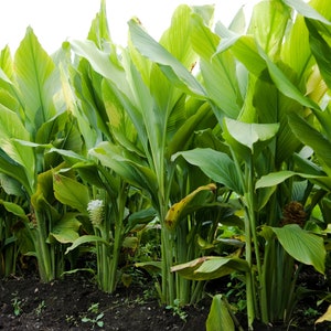 Turmeric Hydrosol Organic - Brightening, Breakout Prone Skin, Soothing ...