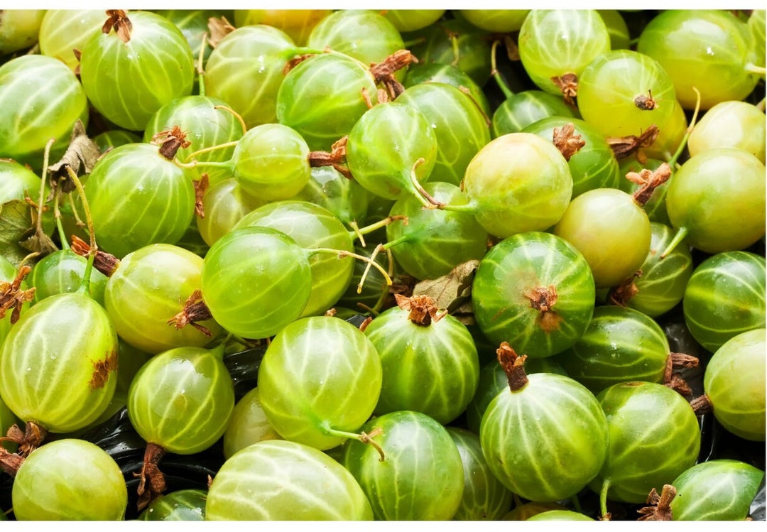 Amla (gooseberry) Oil Cold Pressed Unrefined - Miracle Hair Restore Oil ...