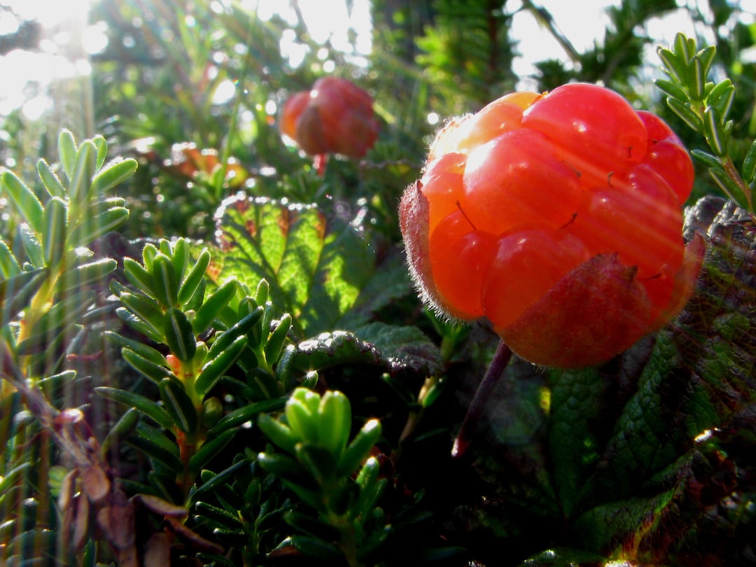 Nordic Cloudberry Seed Oil Cold Pressed Unrefined - Exotic and ...