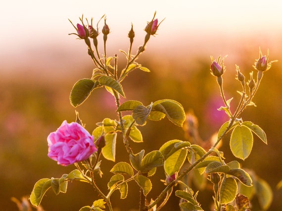 Rose Damask Absolute Essential Oil Dilution - Etsy