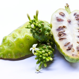 Wild Harvested Noni Fruit Seed Oil Cold Pressed Unrefined - Etsy