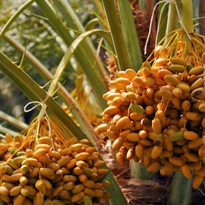 Dattier Du Desert Date Oil Cold Pressed Unrefined - Luxurious and ...