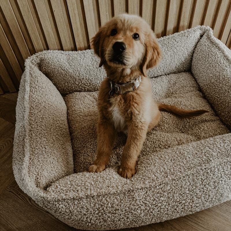 Cute Dog Bed - Etsy