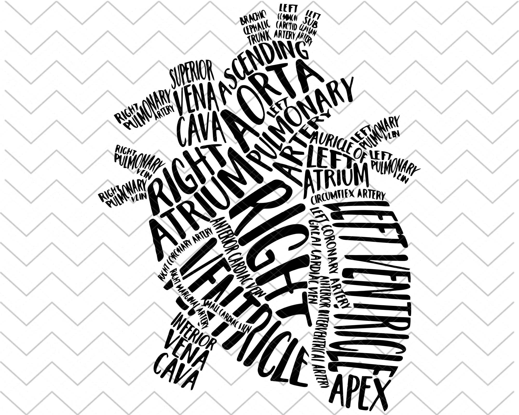 Anatomical Heart Svg Bundle Png Dxf Jpg Nurse Life Cardiac | Etsy