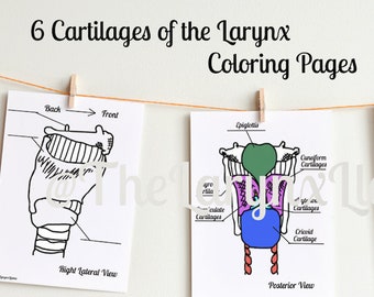 Larynx Anatomy LABELLED - Etsy Canada