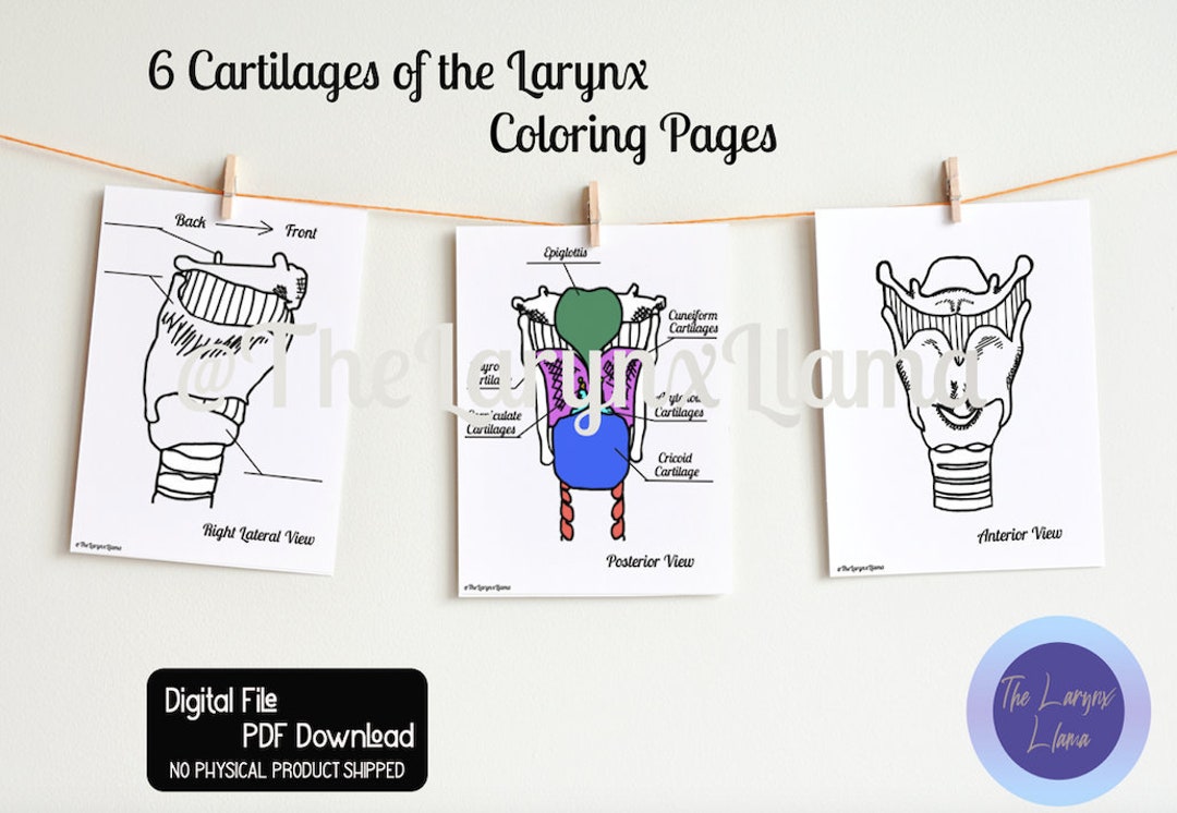 6 Cartilages of the Larynx Coloring Pages SLP Student Communication ...