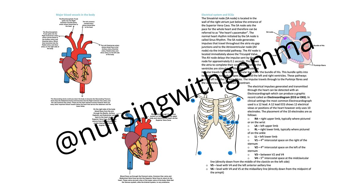 Introduction to the Cardiovascular System for Nursing Students - Etsy