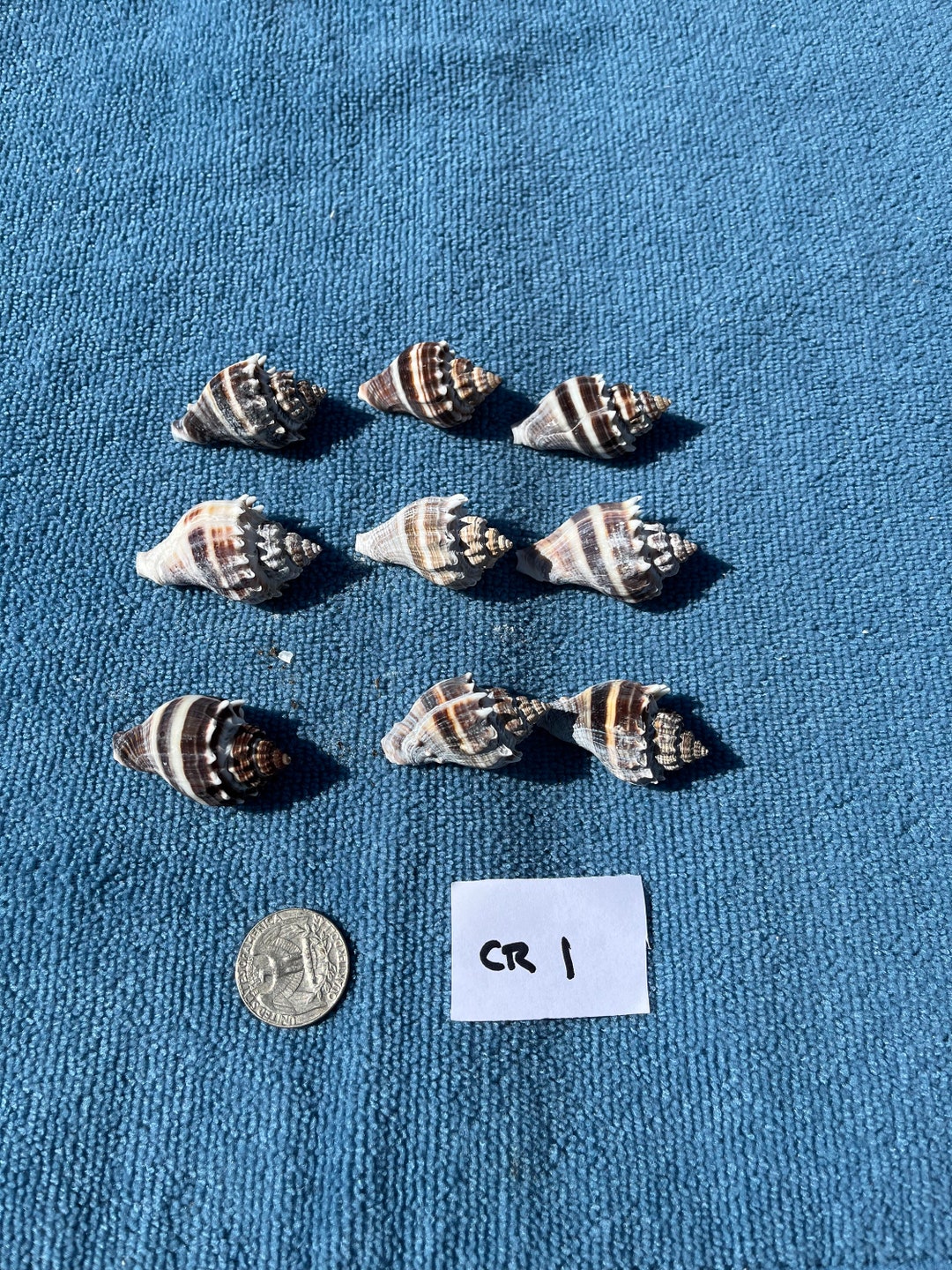 King Crown Shells, Shell Art, Crafts Weddings, Choose From Lot Cr1-cr ...