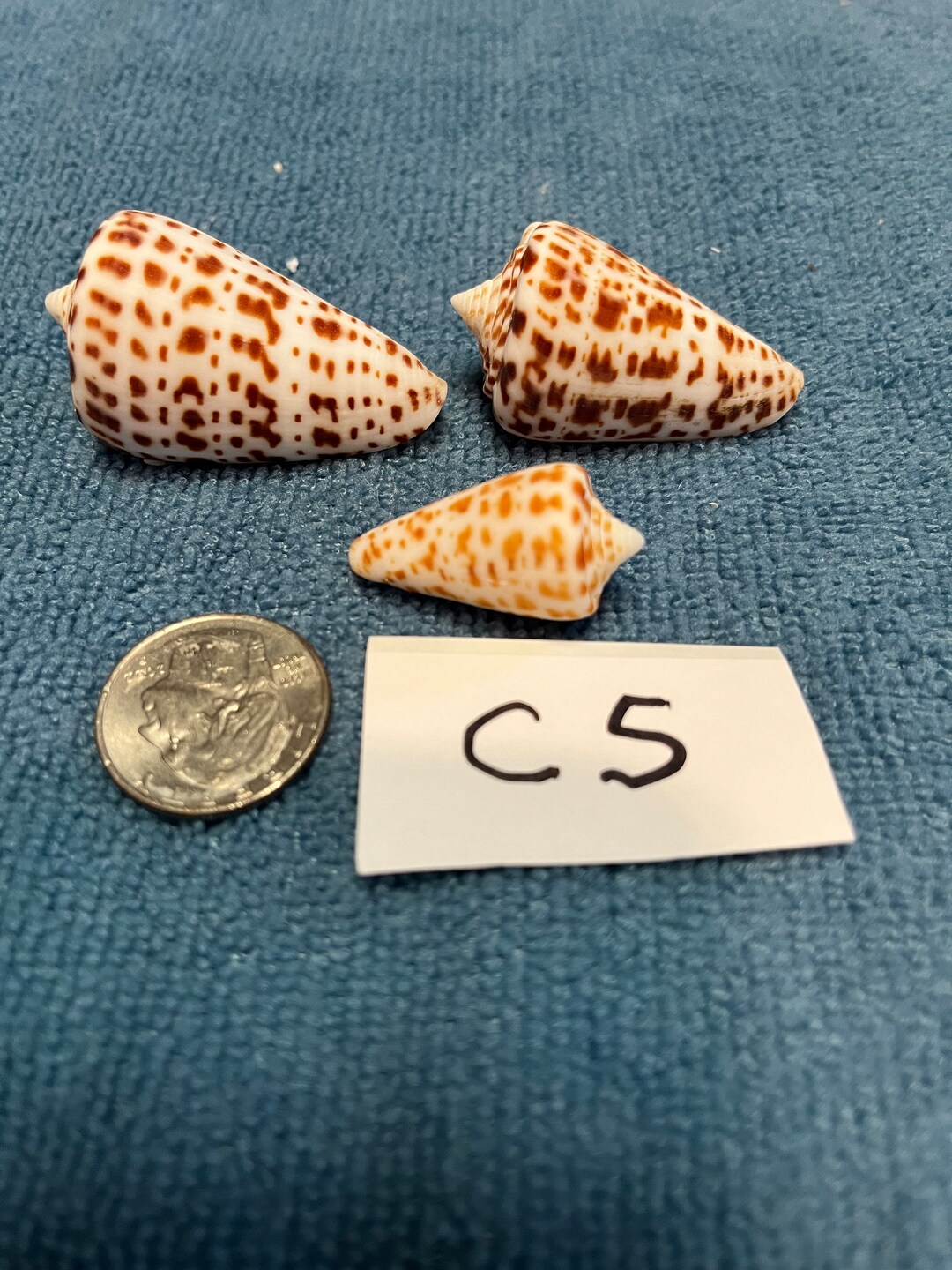 Alphabet Cones Shells, Shell Art, Crafts Weddings, Choose From Lot C1 ...