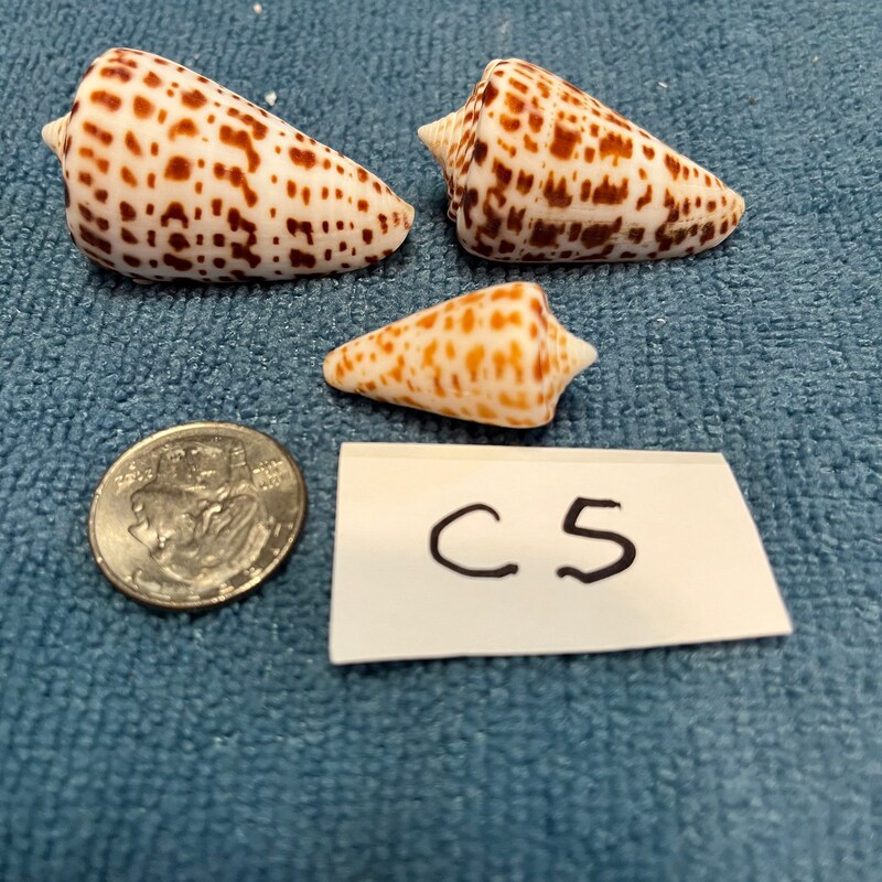 Cone Shell Jewelry - Etsy