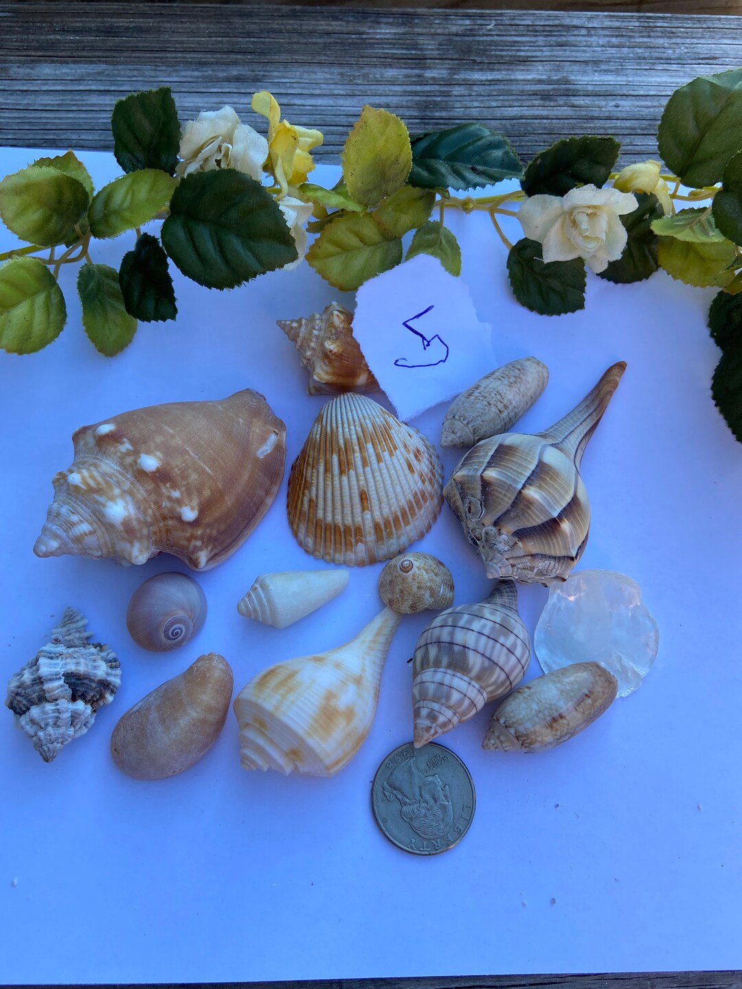 Mixed Shells Lot 5 Welks Tulip and More 12pcs Sanibel Island and Marco ...