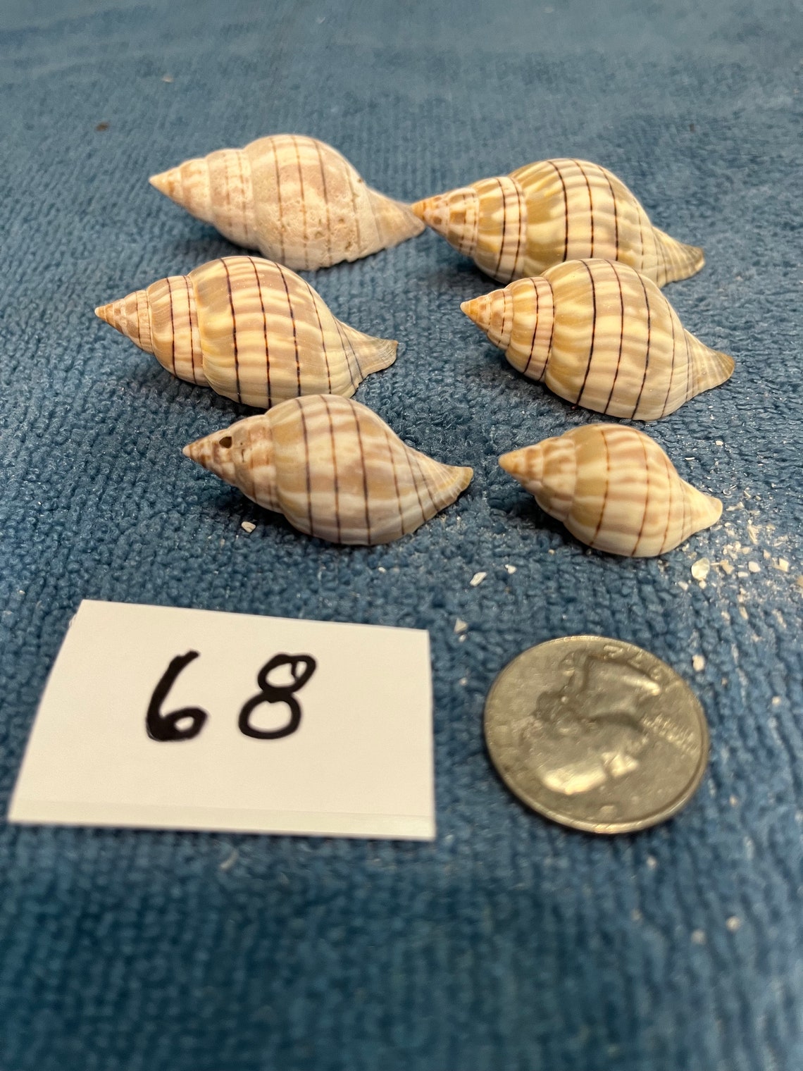 Tulip Shells Medium Shells Lot 60-69 From Sanibel Marco 10k Island ...