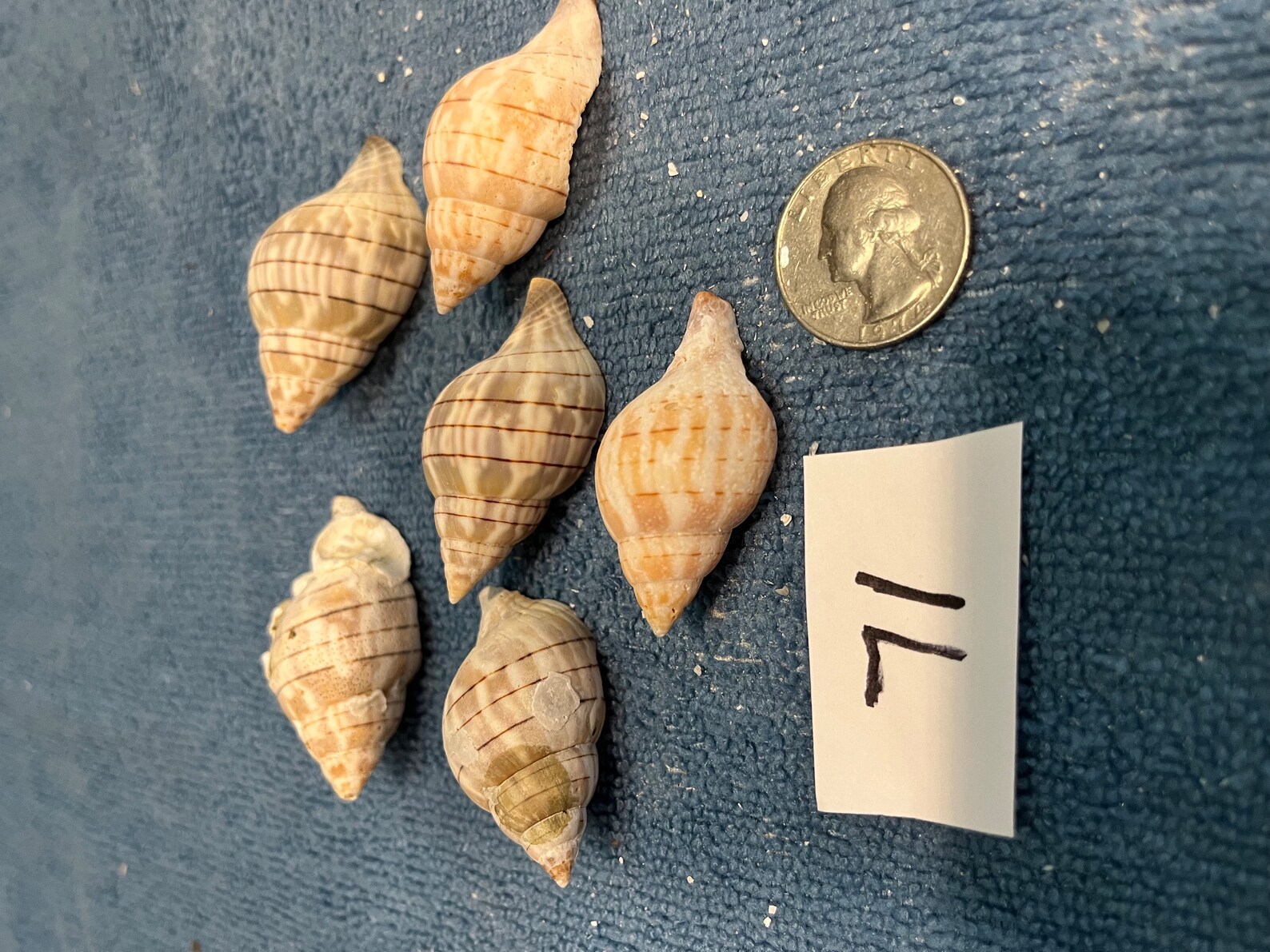 Tulip Shells Medium Shells Lot 70-79 From Sanibel Marco 10k Island ...