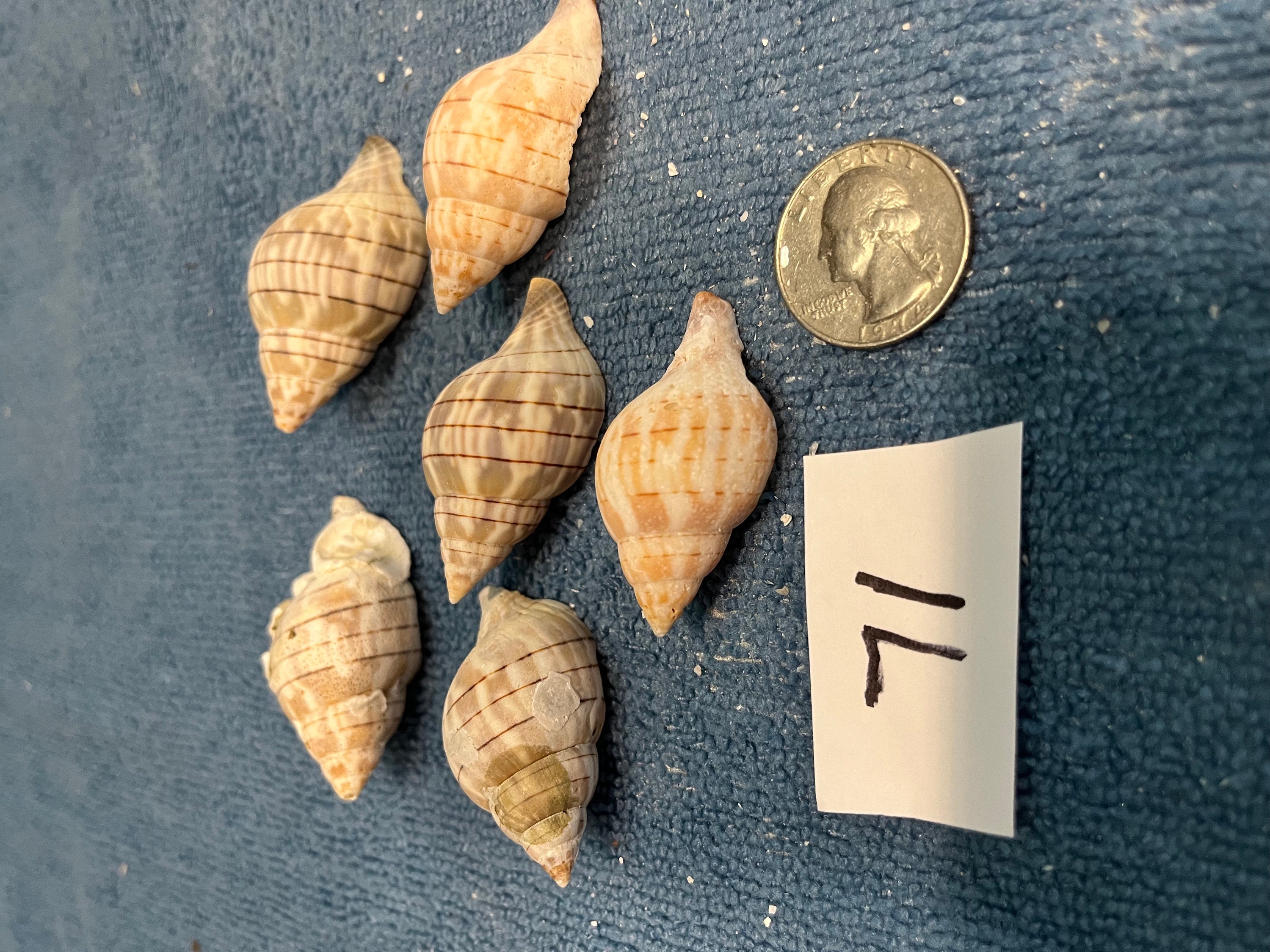 Tulip Shells Medium Shells Lot 70-79 From Sanibel Marco 10k Island ...