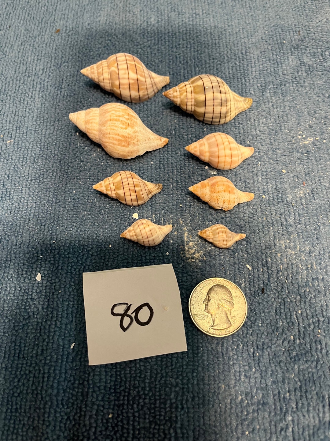 Tulip Shells Medium Shells Lot 80-89 From Sanibel Marco 10k Island ...