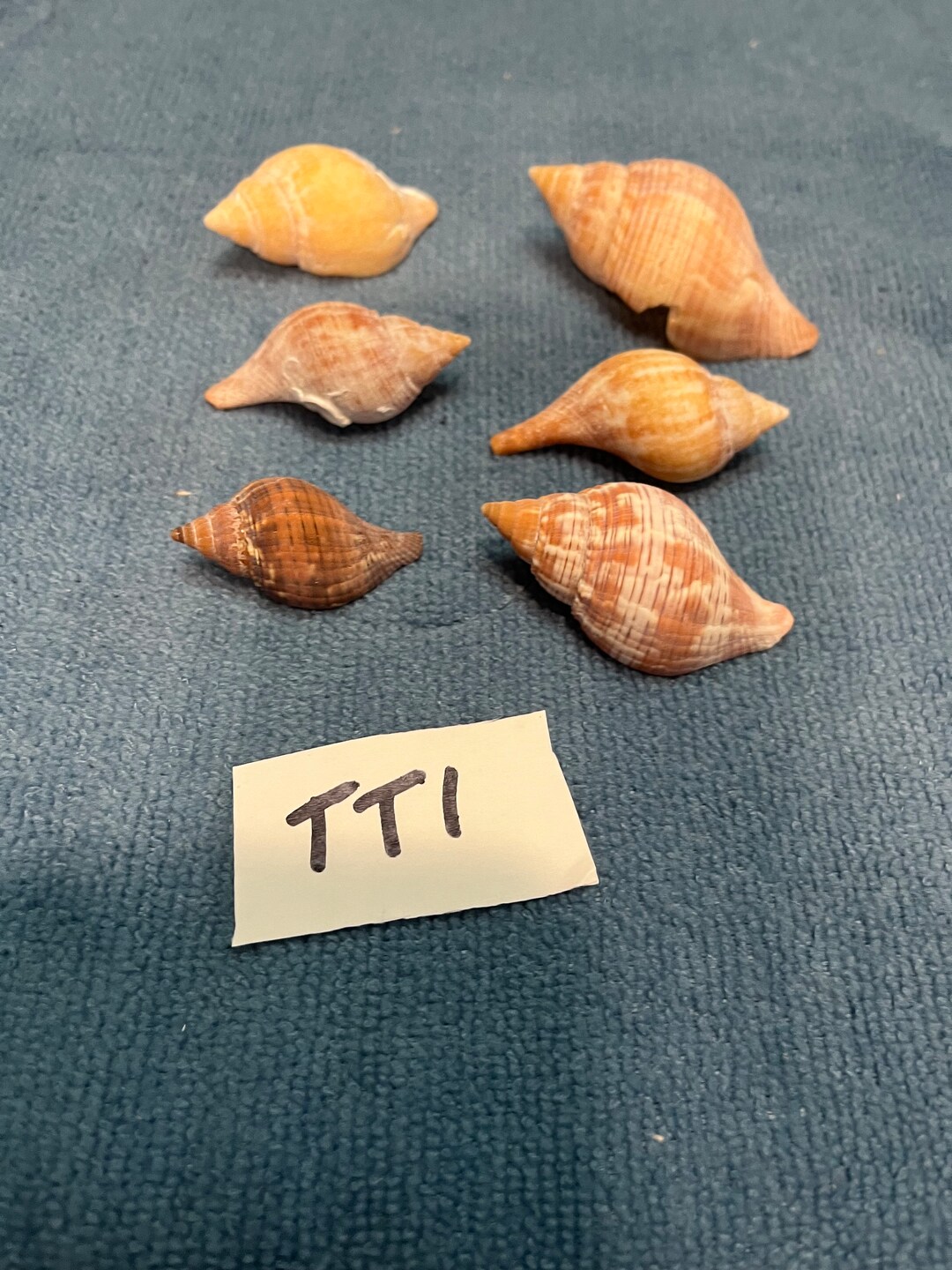 True Tulip Shells From Sanibel Marco 10k Island Shell Art Craft ...