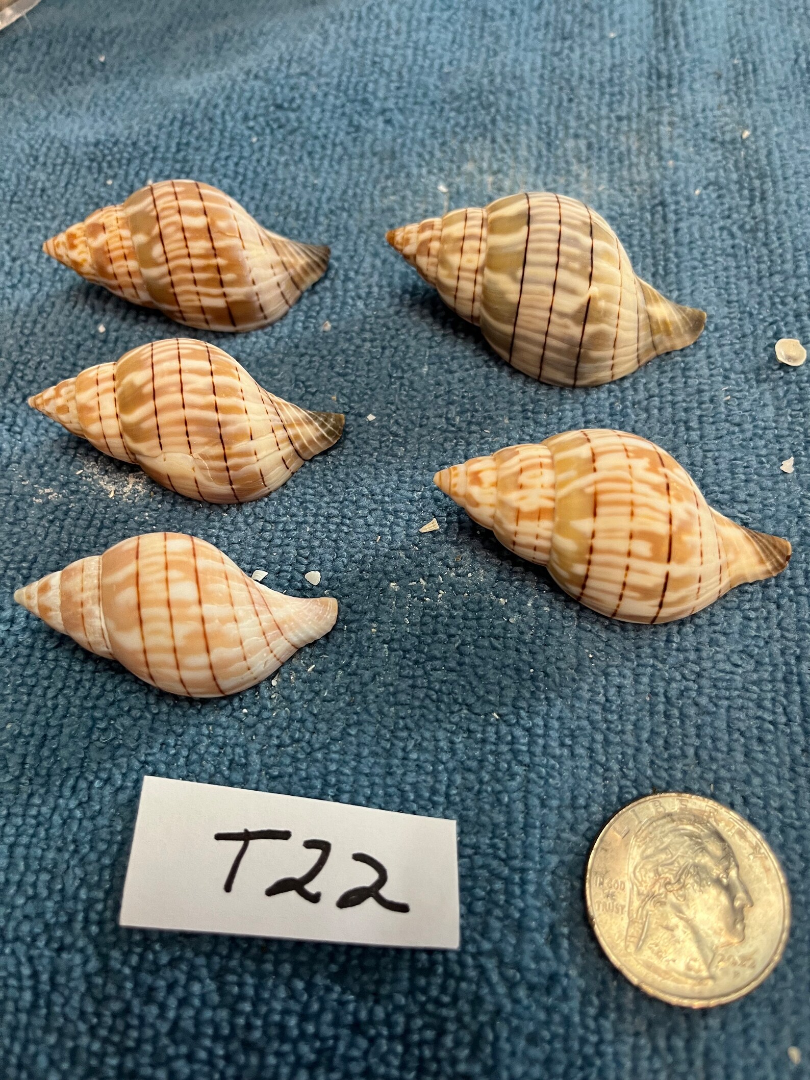 Tulips Small Medium Shells Lot 21-30 From Sanibel Marco 10k Island ...