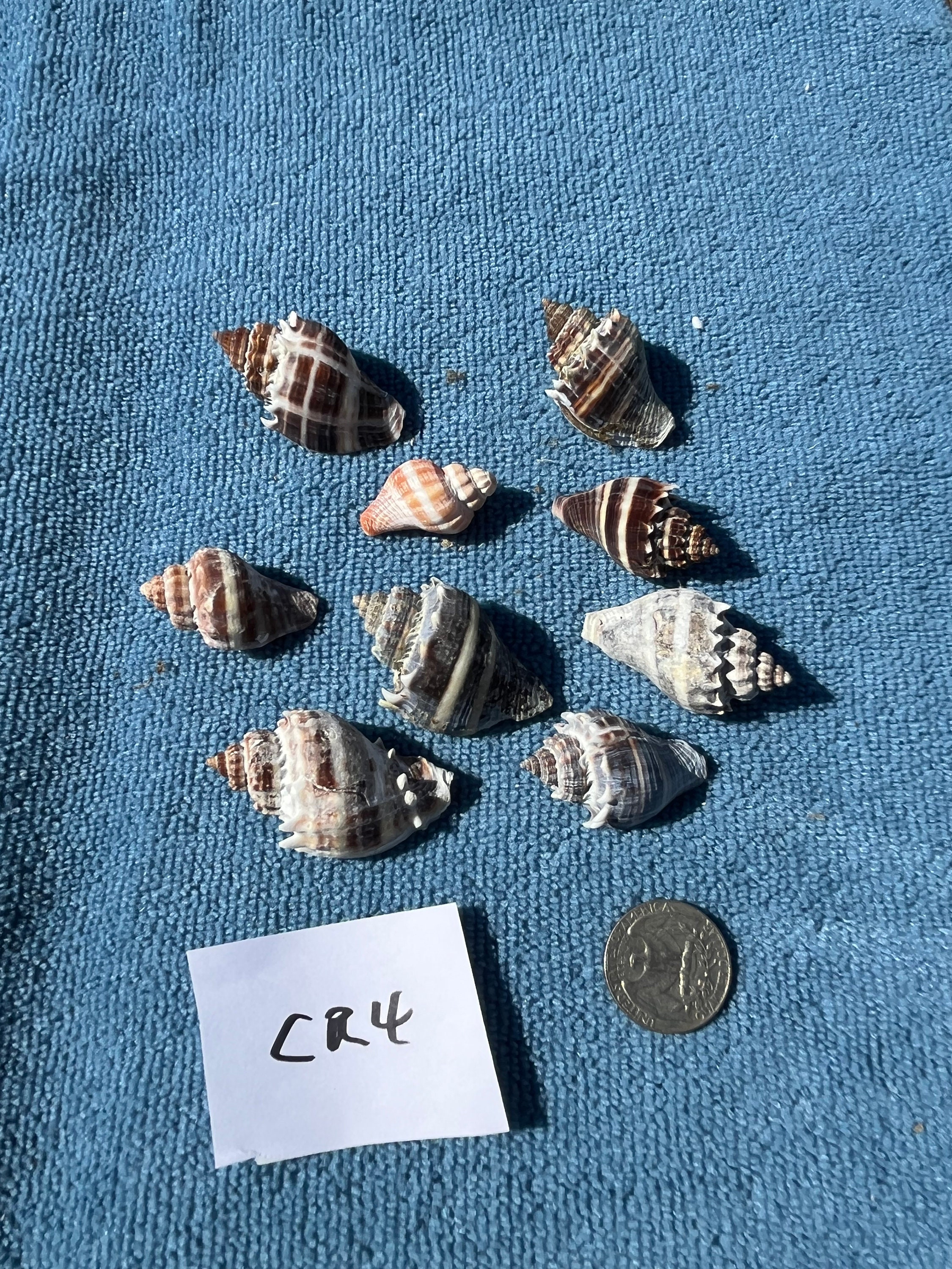 King Crown Shells, Shell Art, Crafts Weddings, Choose From Lot Cr1-cr ...