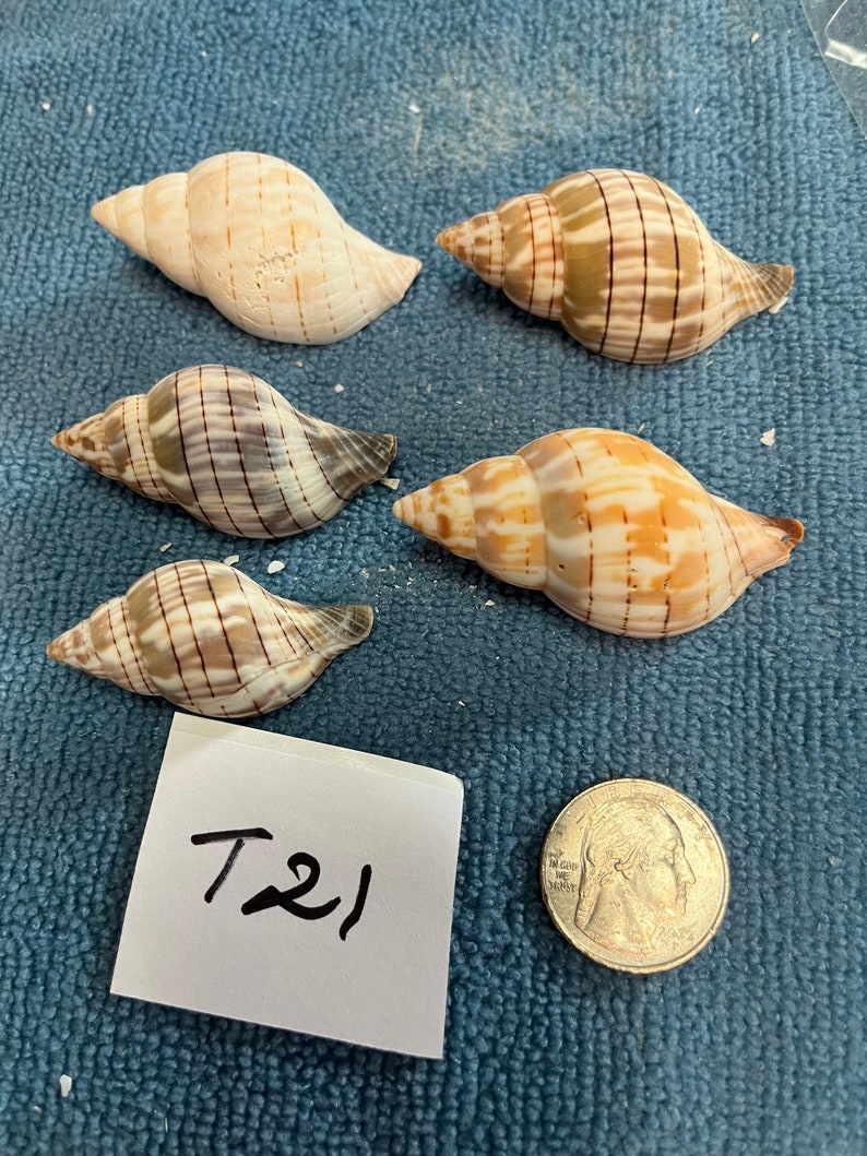 Tulips Small Medium Shells Lot 21-30 From Sanibel Marco 10k Island ...