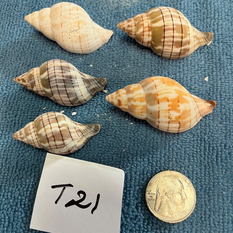 Sanibel Island Shell Art - Etsy