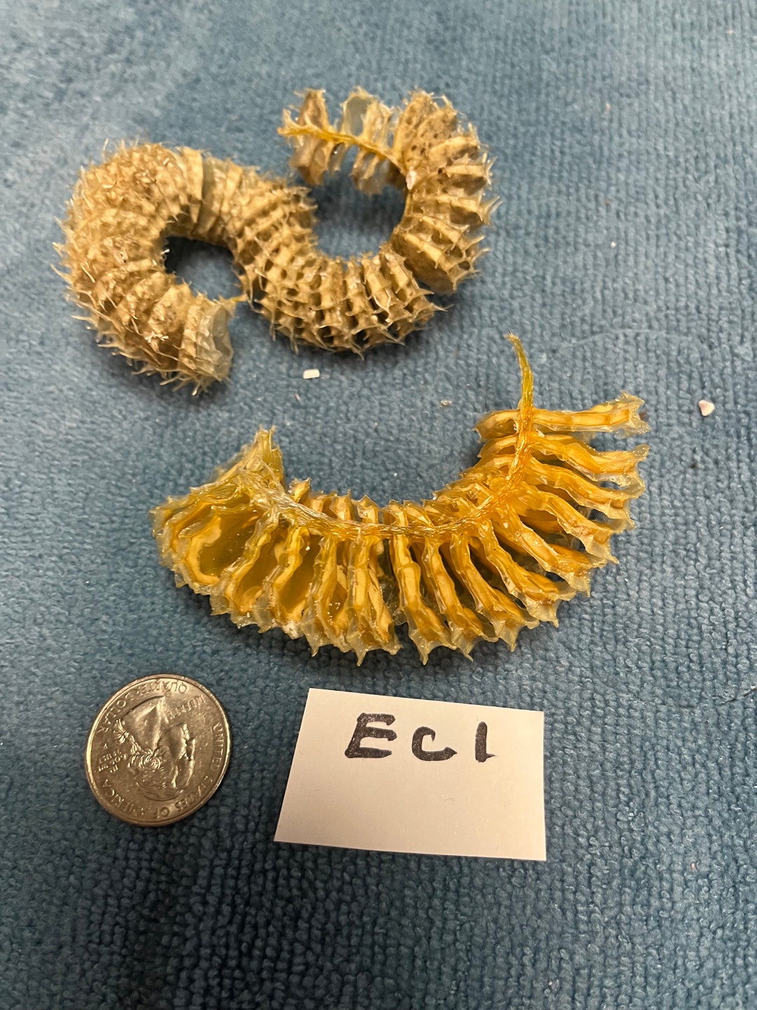 Egg Casing Lot Ec1-ec5 From Sanibel Marco 10k Island Shell Art Craft ...