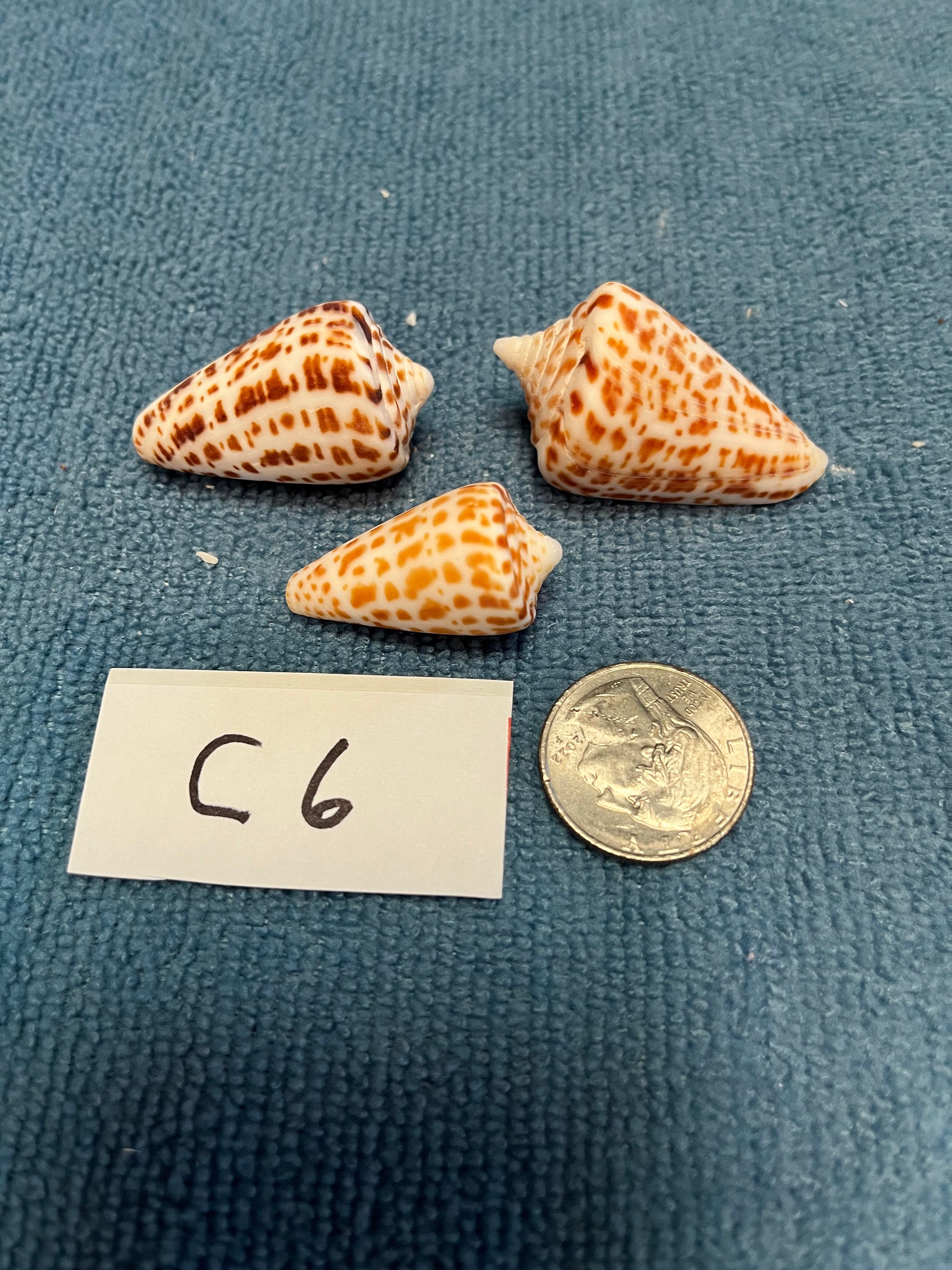 Alphabet Cones Shells, Shell Art, Crafts Weddings, Choose From Lot C1 ...