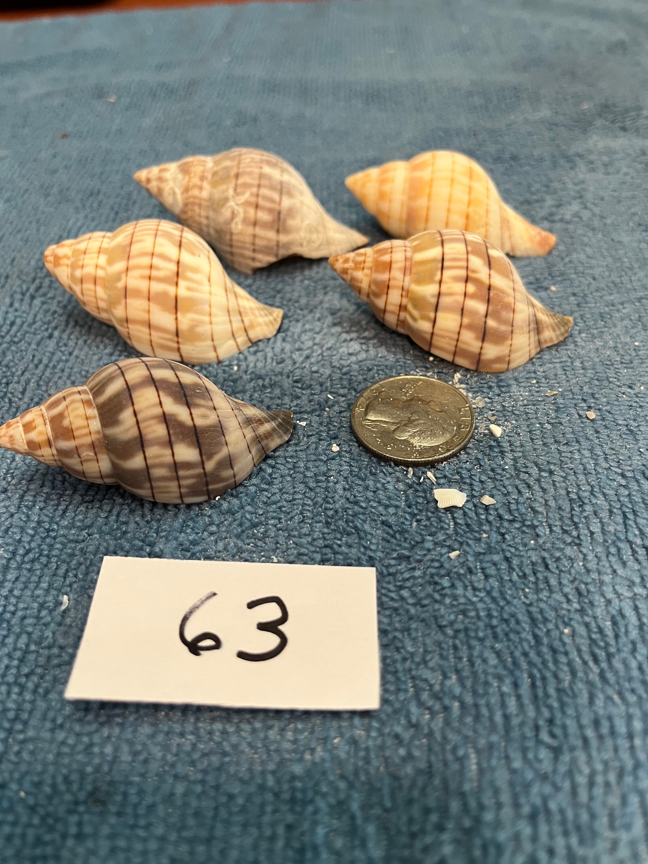 Tulip Shells Medium Shells Lot 60-69 From Sanibel Marco 10k Island ...