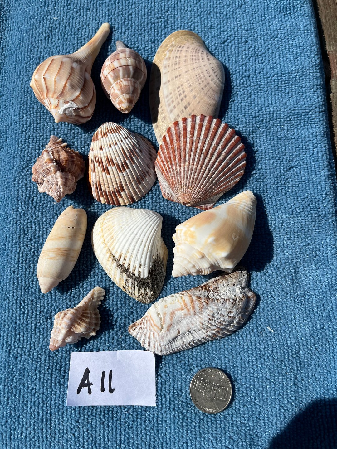 Mixed Shells Sanibel Island Marco 10k Island Shell Art, Crafts Weddings ...