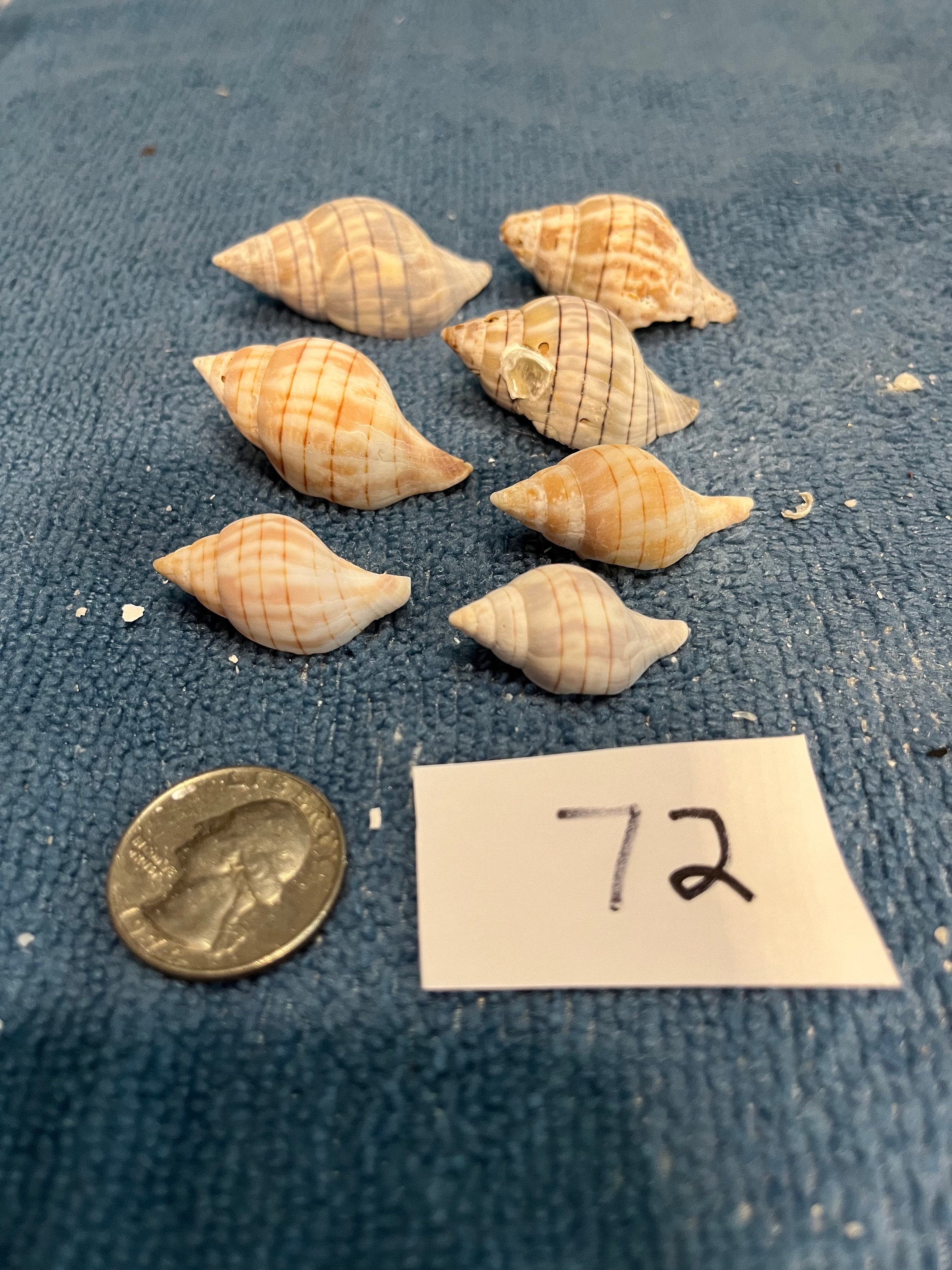 Tulip Shells Medium Shells Lot 70-79 From Sanibel Marco 10k Island ...