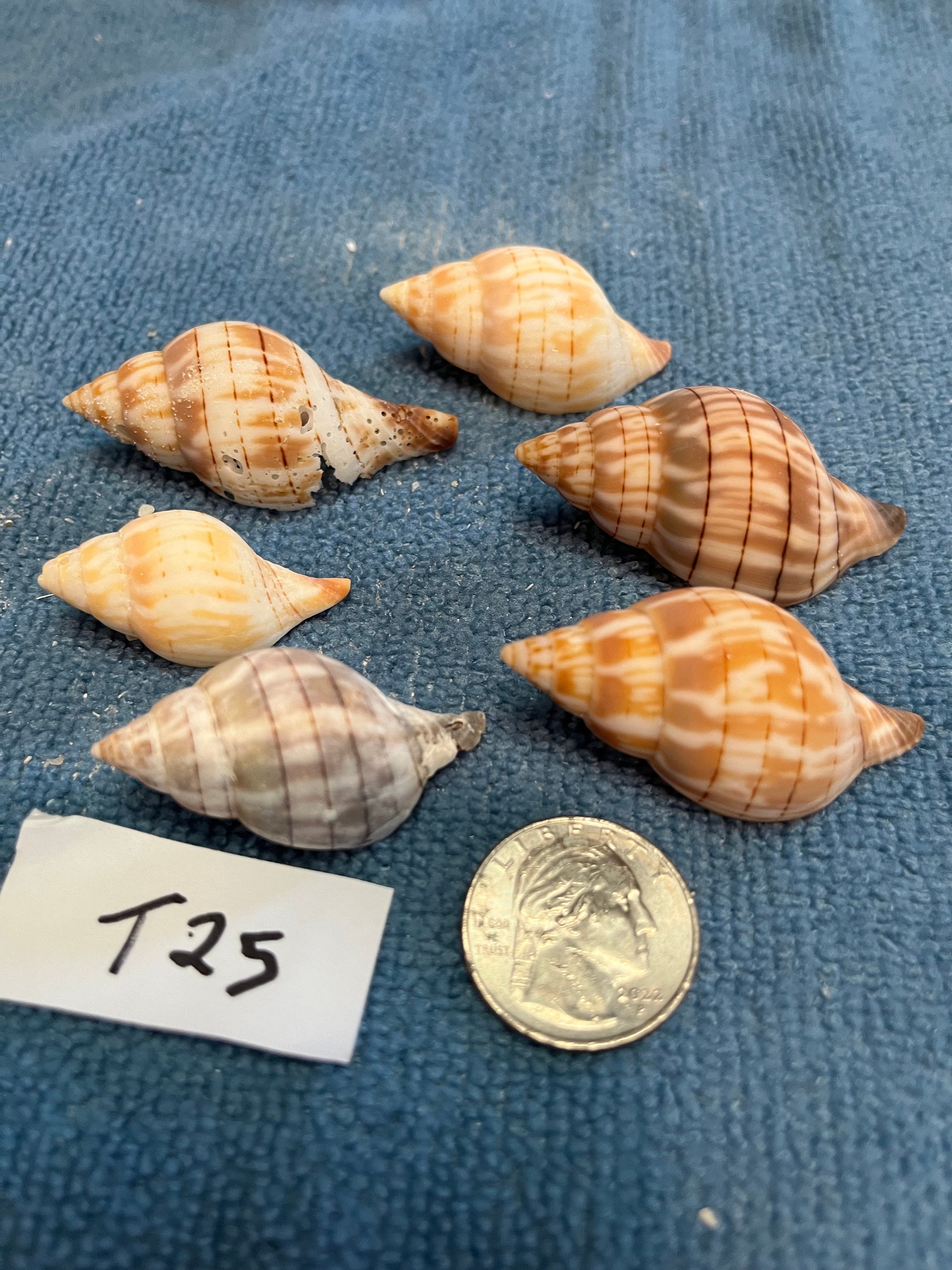 Tulips Small Medium Shells Lot 21-30 From Sanibel Marco 10k Island ...